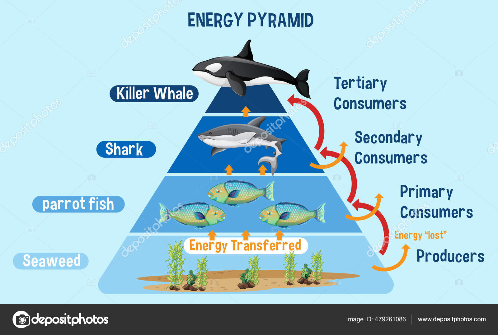Freshwater Lake Food Chain Pyramid