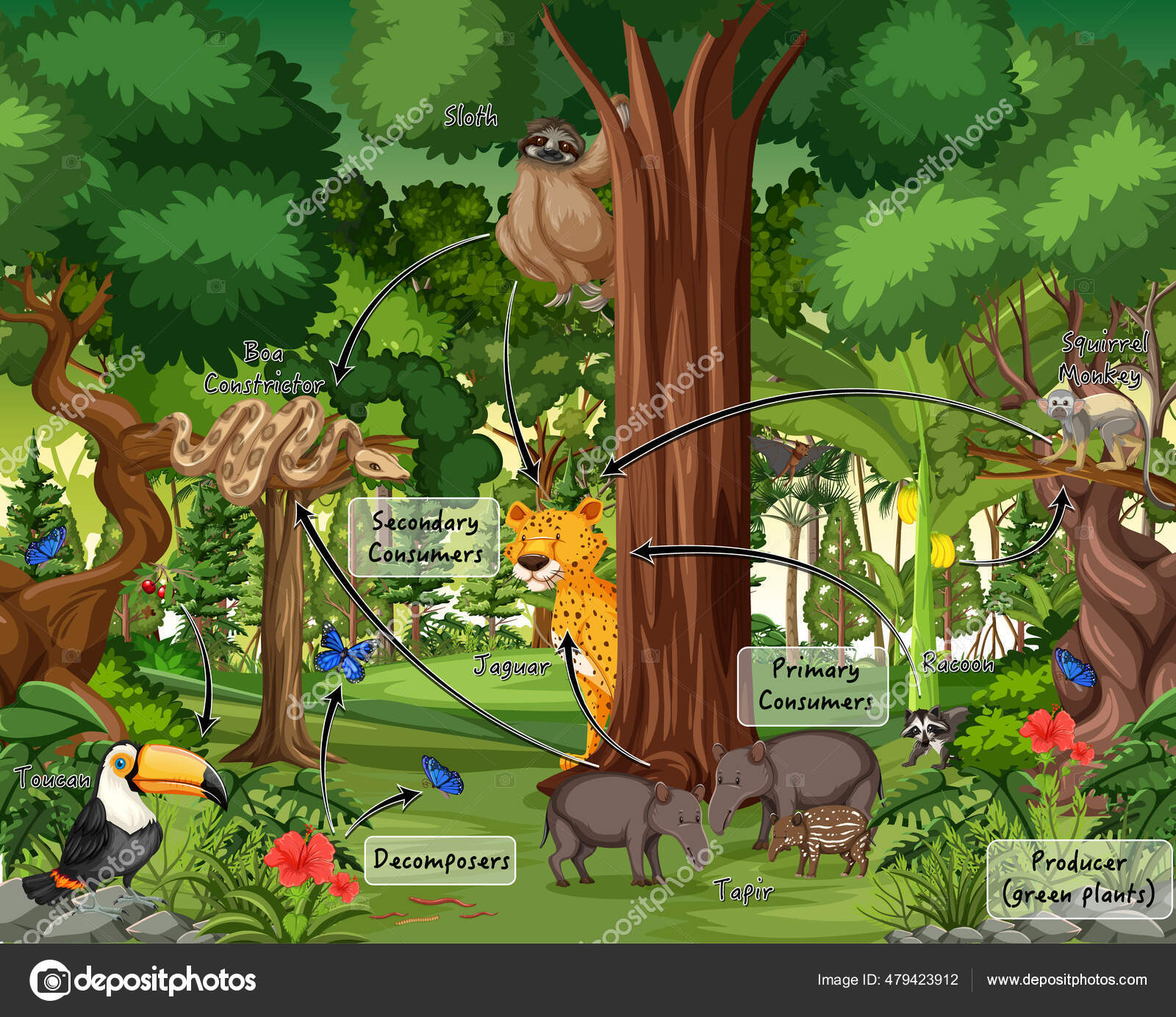 Rainforest Ecosystem Animals Food Chain
