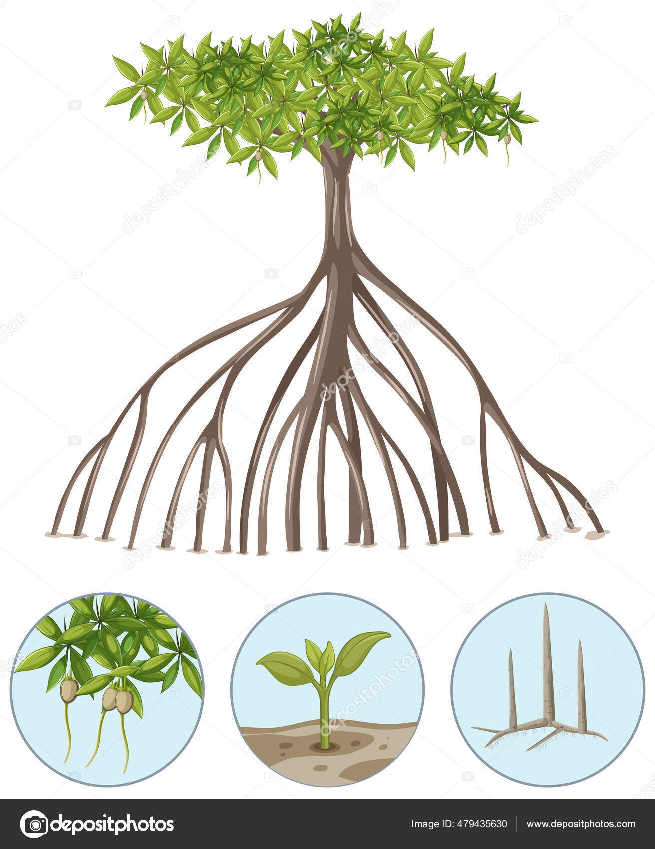 Bakawan Tree Drawing
