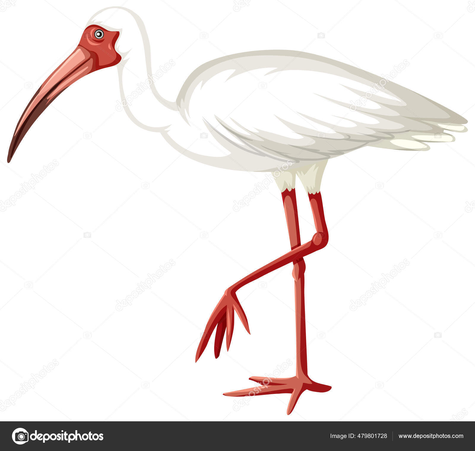 White Ibis Cartoon Style White Background Illustration Stock Vector by ...
