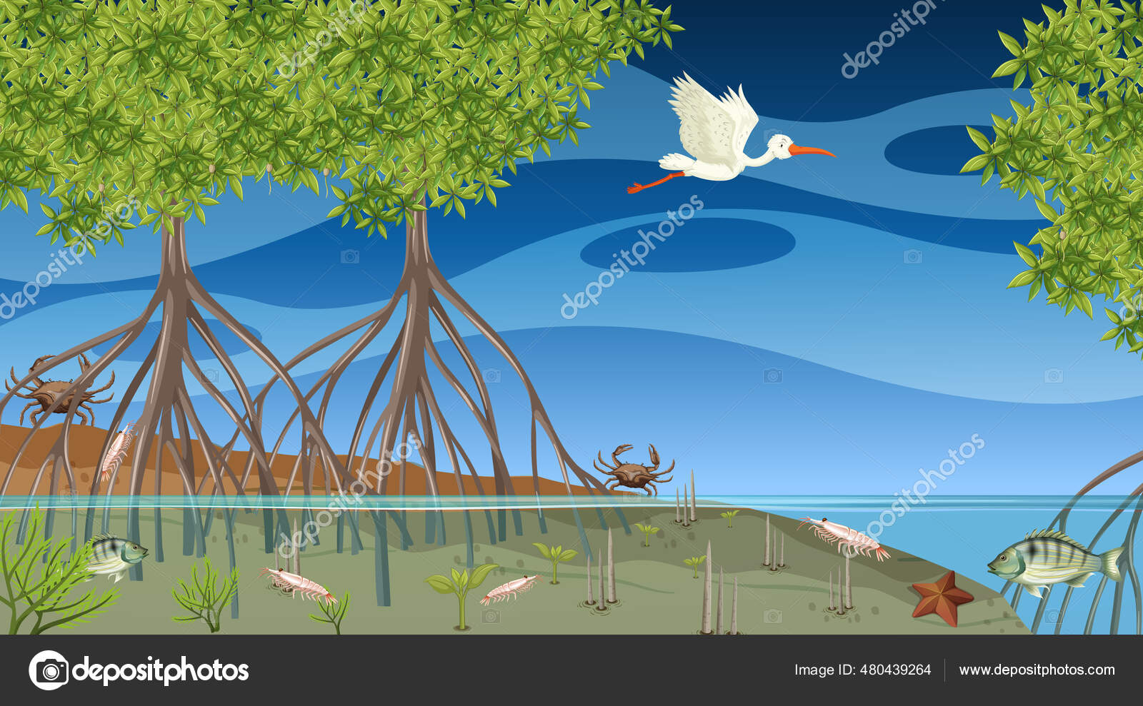 Mangrove Cartoon