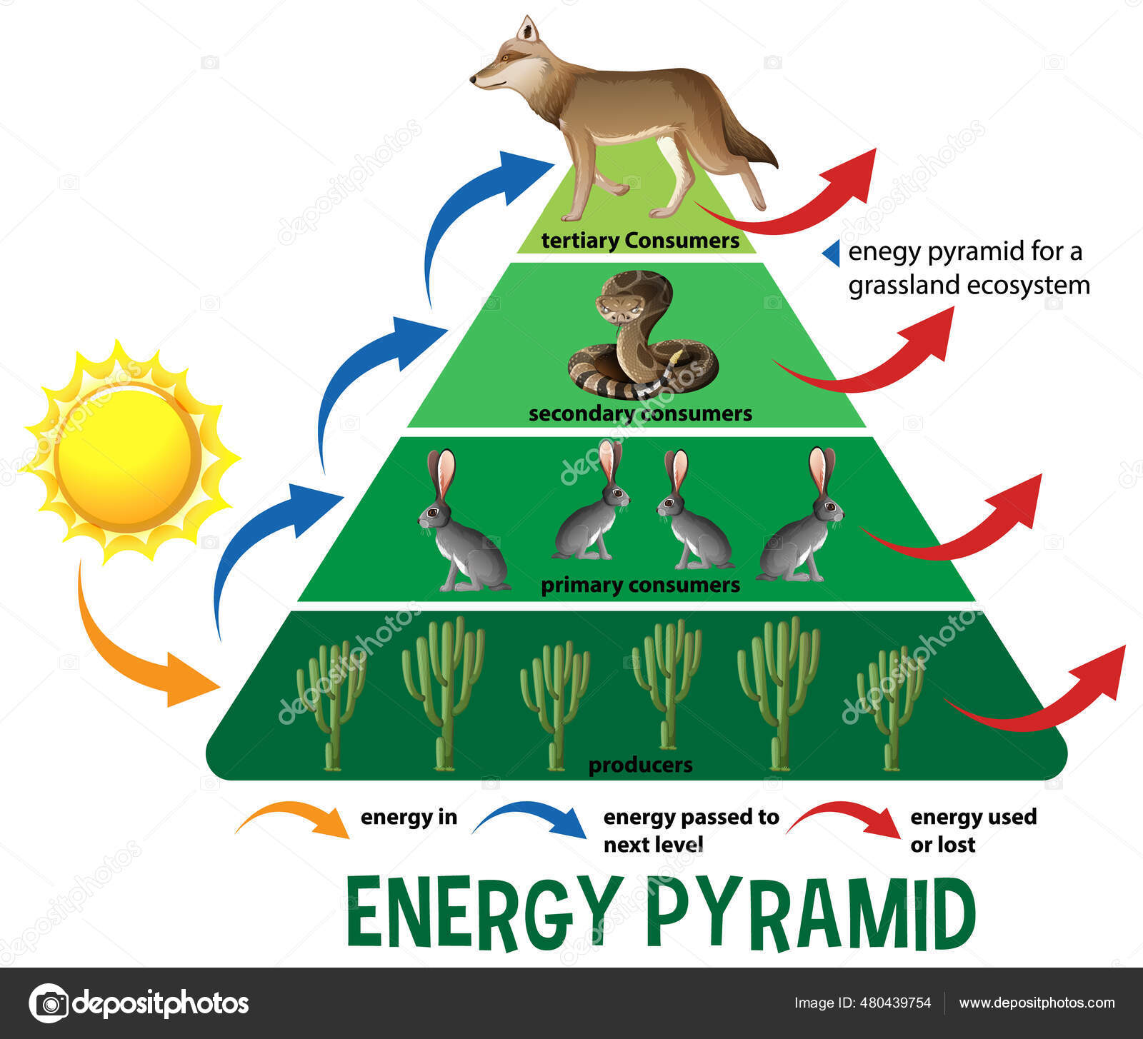 Energy Pyramid For Kids