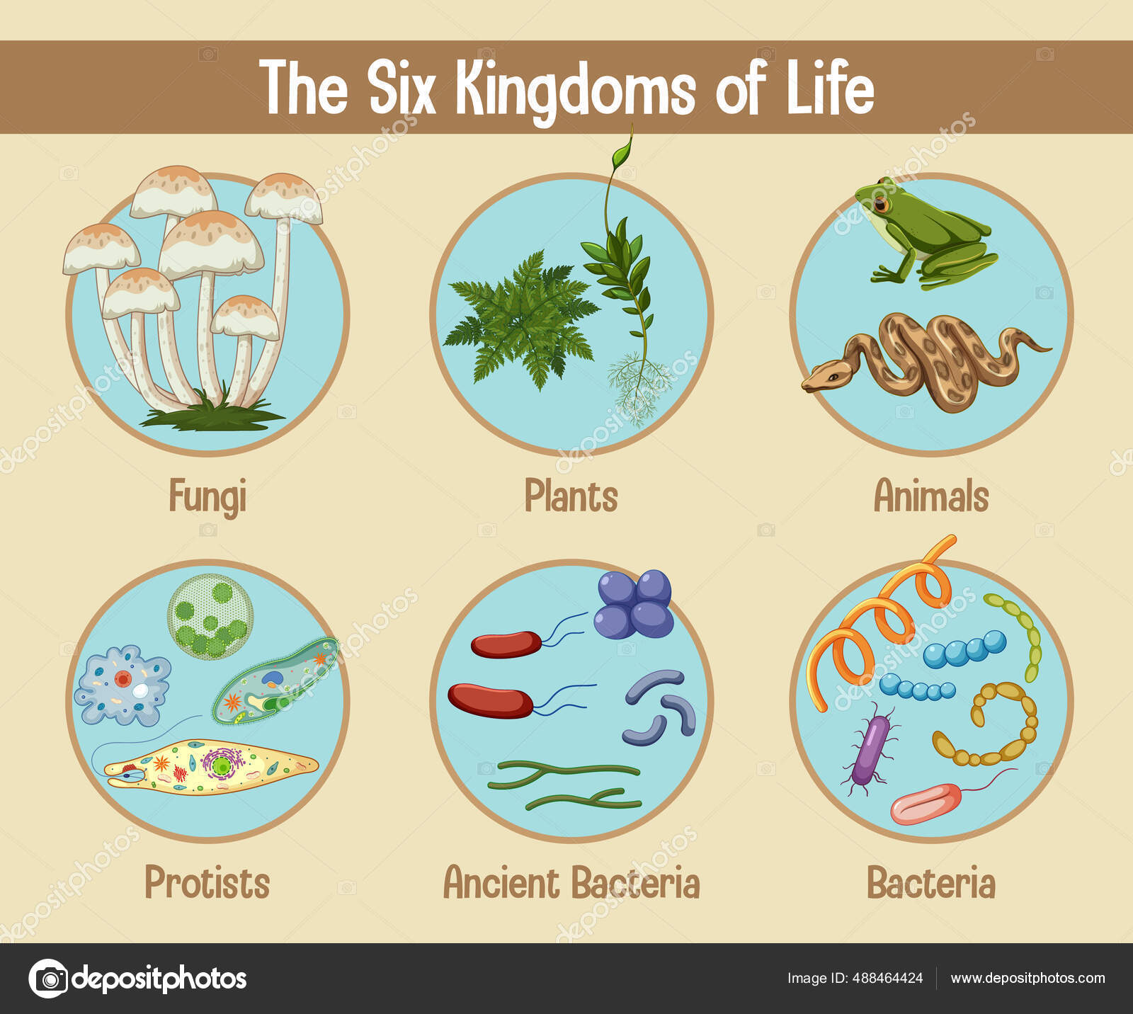 Science Poster Six Kingdoms Life Illustration Stock Vector Image by ...
