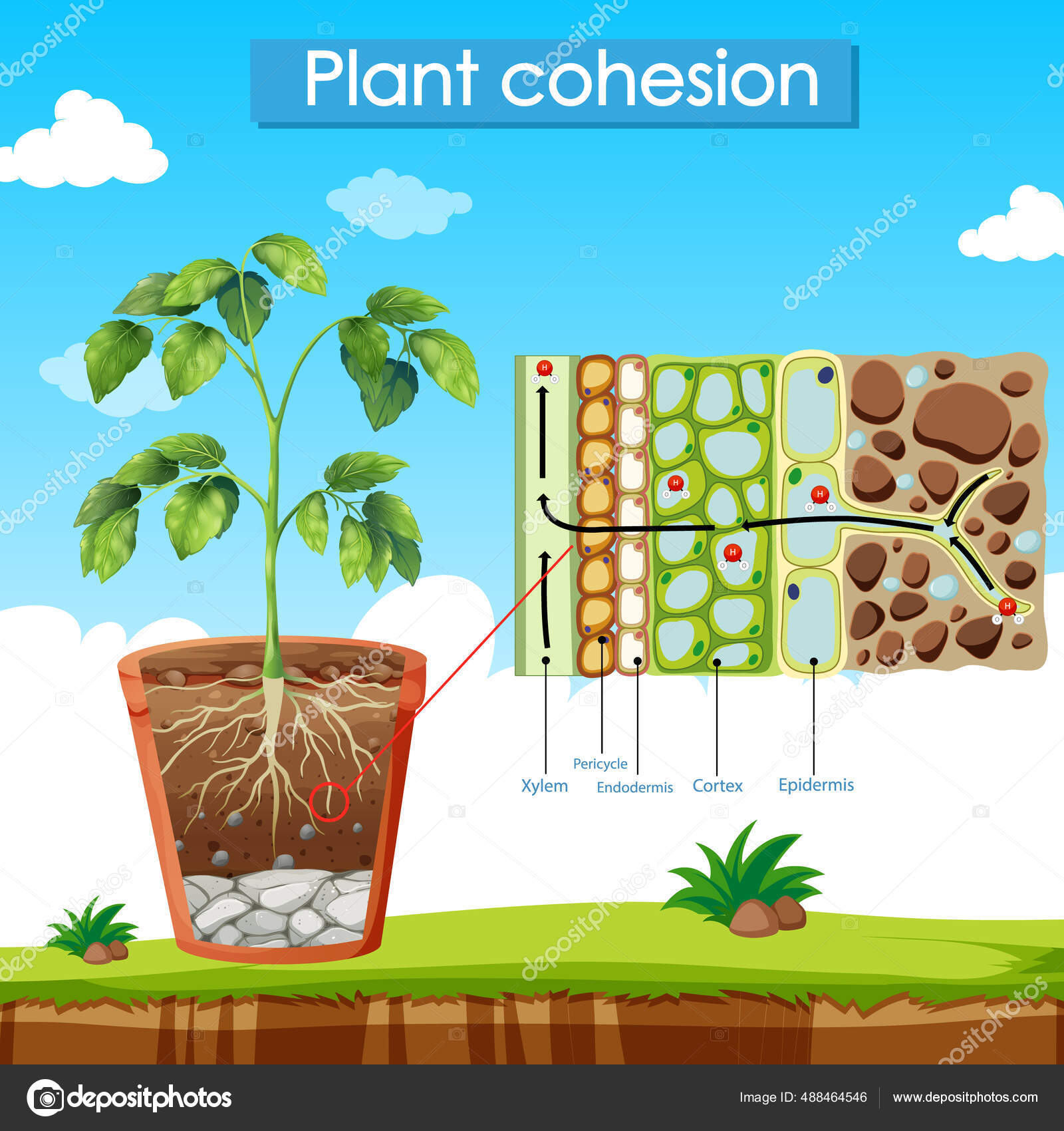 Diagram Showing Plant Cohesion Illustration Stock Vector by ...