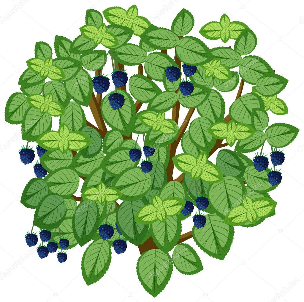 Mora De Dibujos Animados