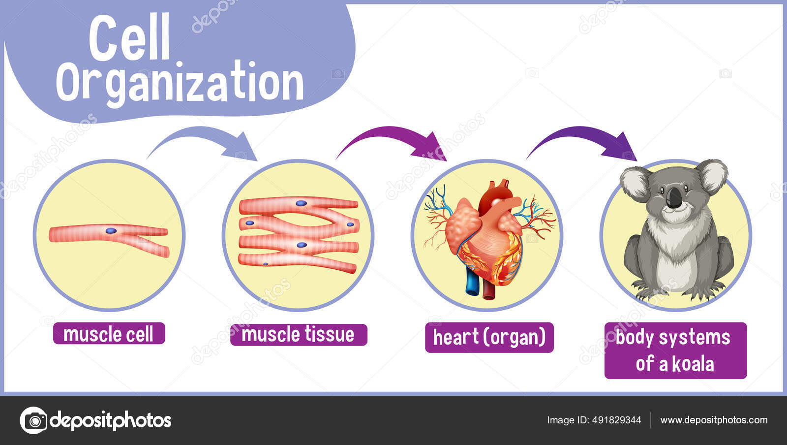 Diagram Menunjukkan Organisasi Sel Dalam Ilustrasi Koala Vektor Stok ...
