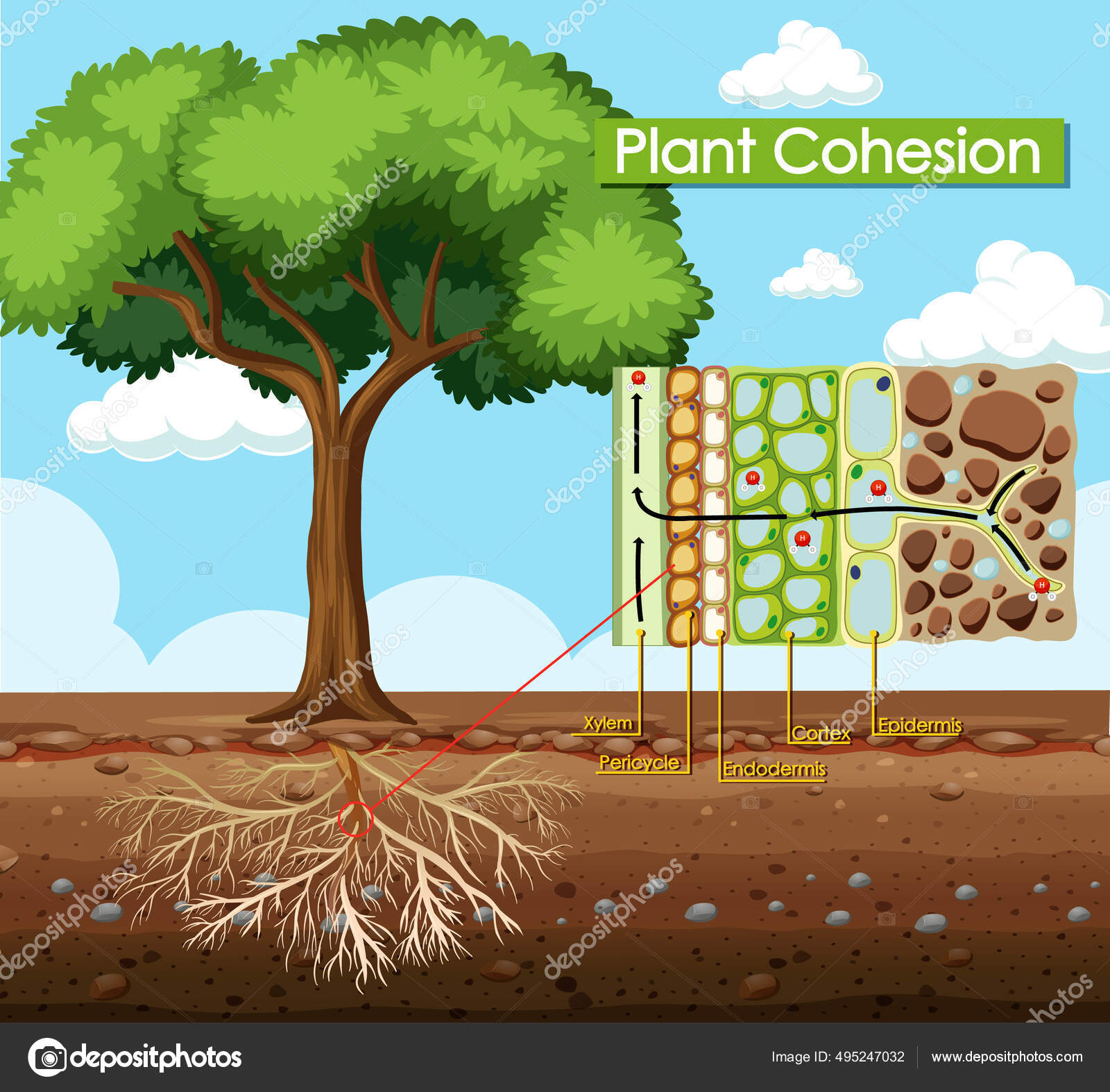 Diagrama Que Muestra Ilustración Cohesión Vegetal Vector de stock ...