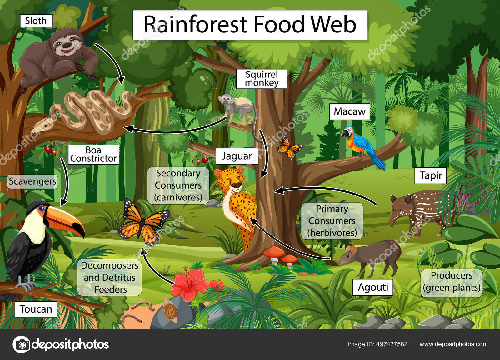 Mangrove Forest Food Web