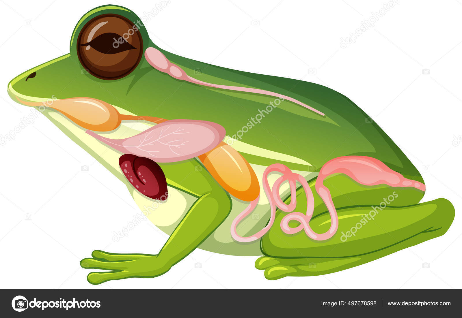 Anatomía Del Ojo De Rana