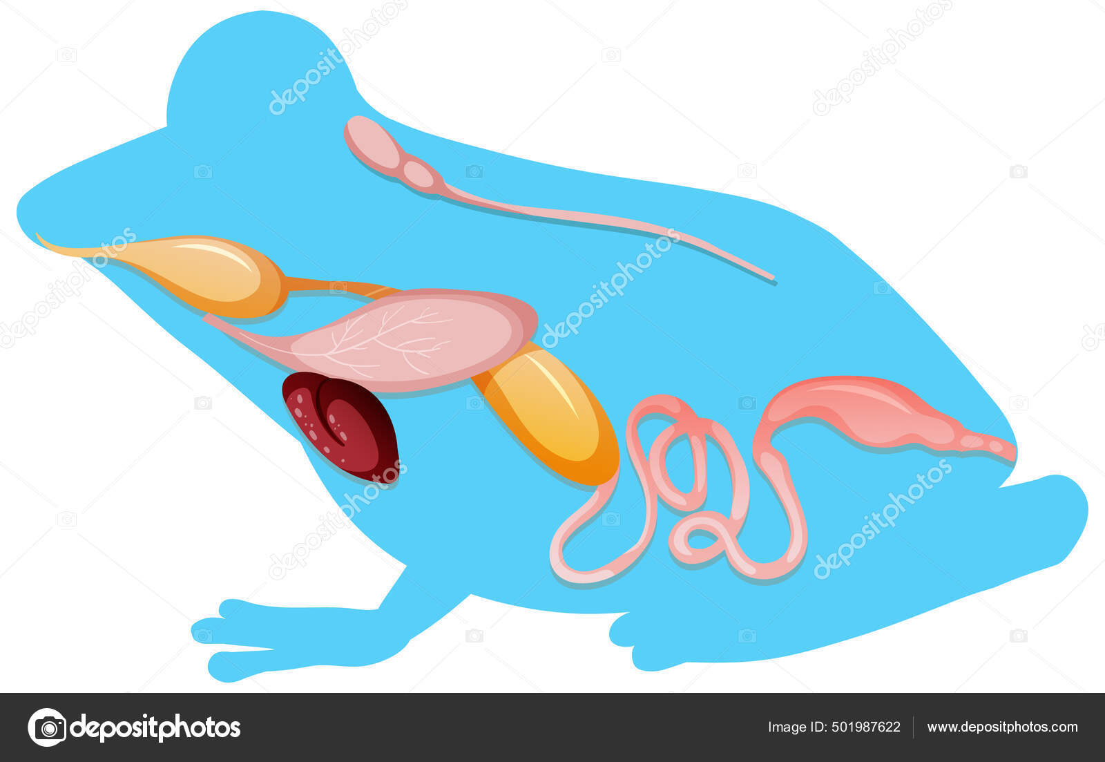 Diagrama De Anatomía De La Rana