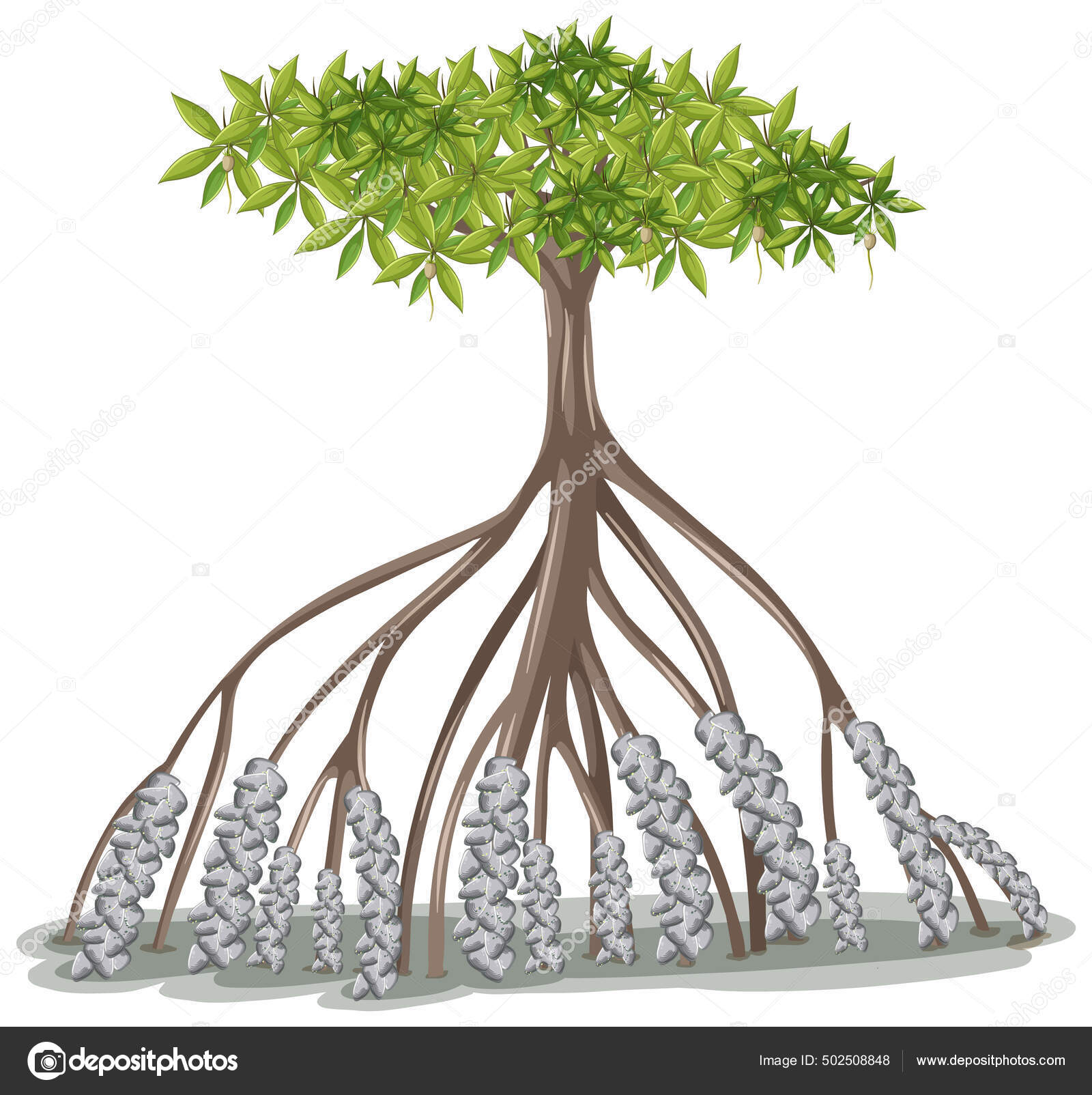 Árbol Manglar Estilo Dibujos Animados Sobre Fondo Blanco Ilustración ...