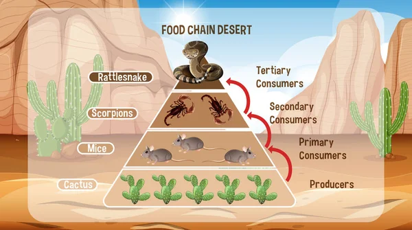 Food chain pyramid Vektor Stok, Ilustrasi Food chain pyramid Bebas ...