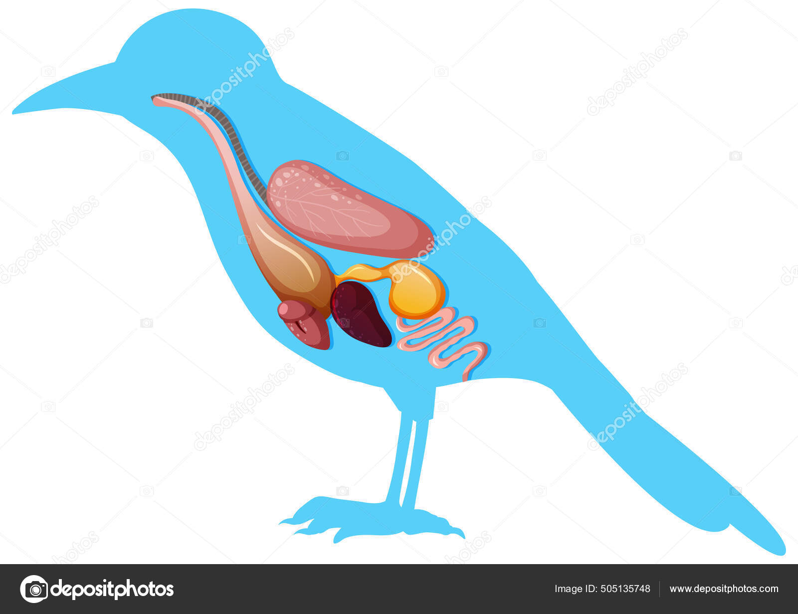 Bird Internal Anatomy