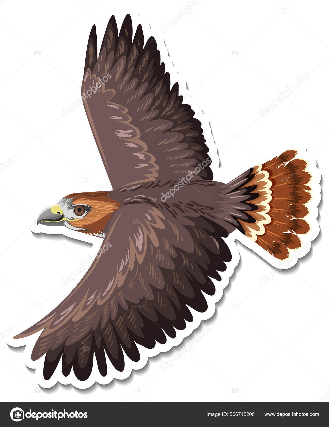 Hawk Cartoon Drawing