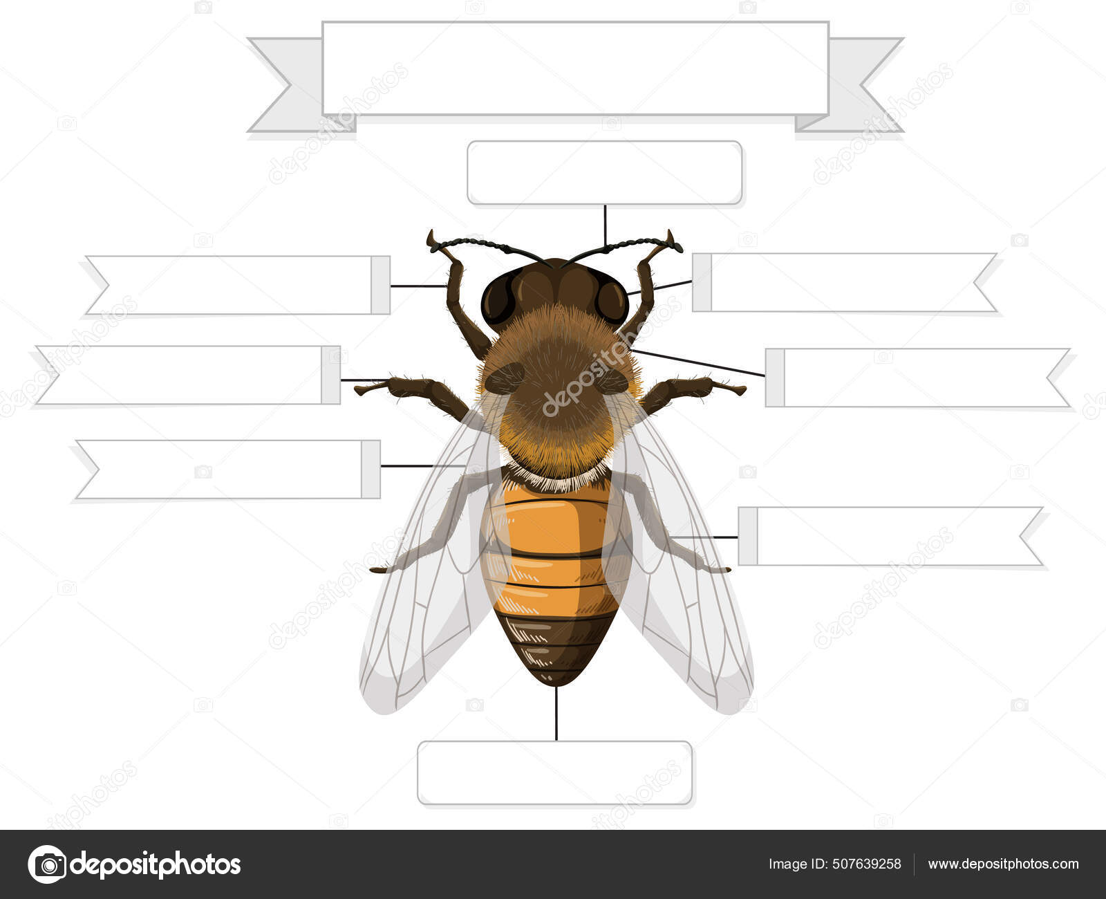Anatomía Externa Una Ilustración Hoja Trabajo Abeja Vector de stock por ...