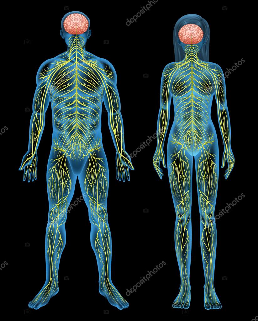 Sistema Nervioso Humano