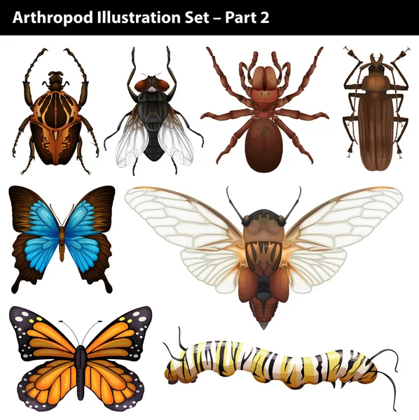 Updated version of vector insects - bugs and invertebrates ⬇ Vector ...