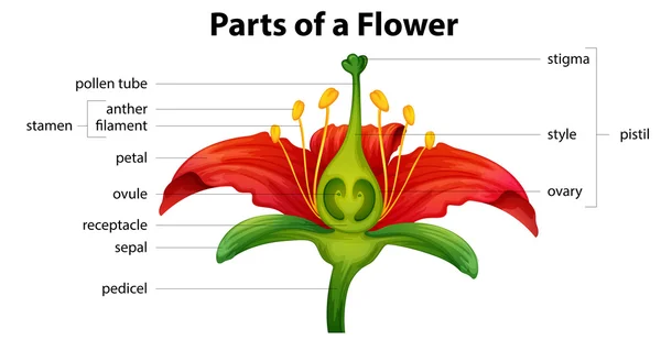 Pedicel Vector Stock Images | Depositphotos