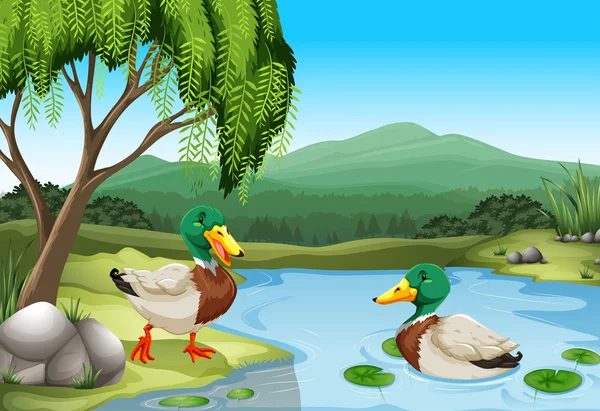 Mother duck and ducklings at the river Stock Vector Image by ...