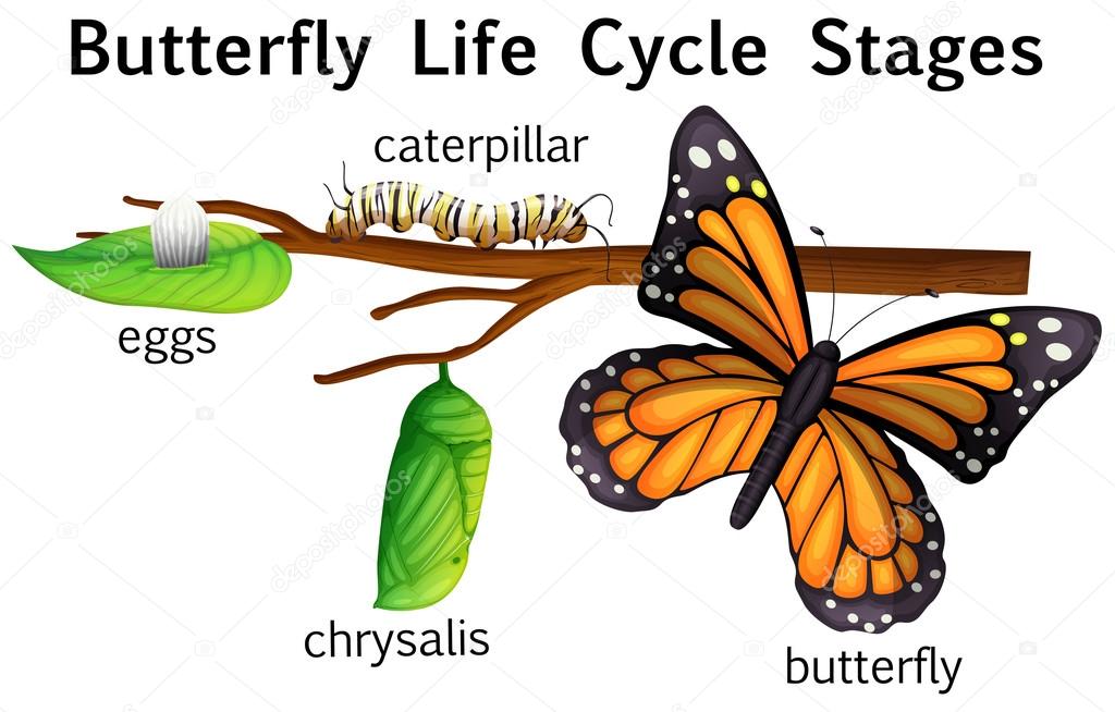 Butterfly life cycle stages Stock Vector by ©blueringmedia 79686756