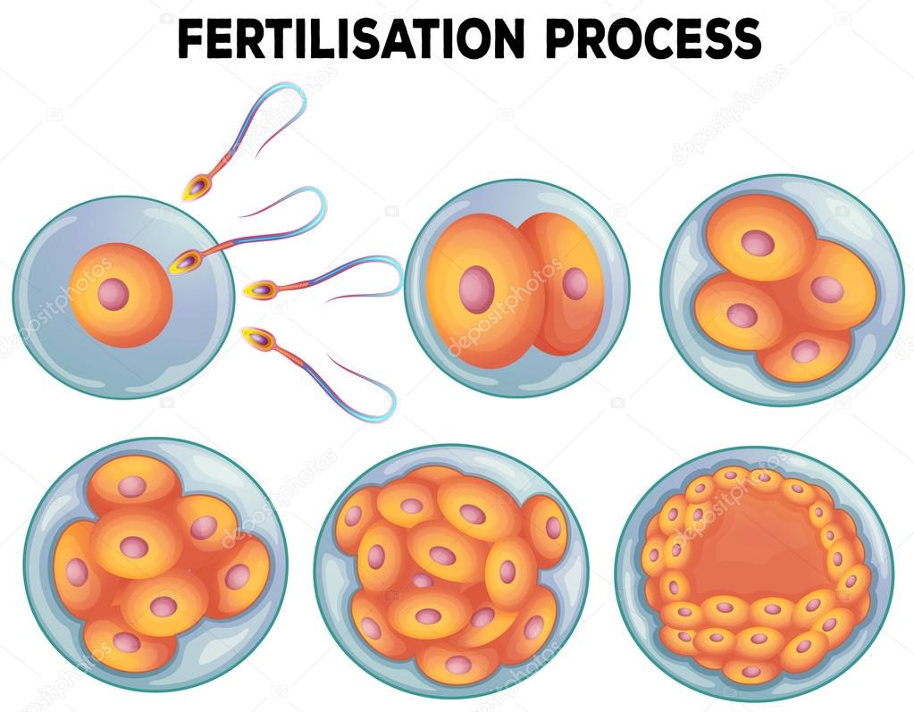 Diagrama del proceso de fertilización 2024
