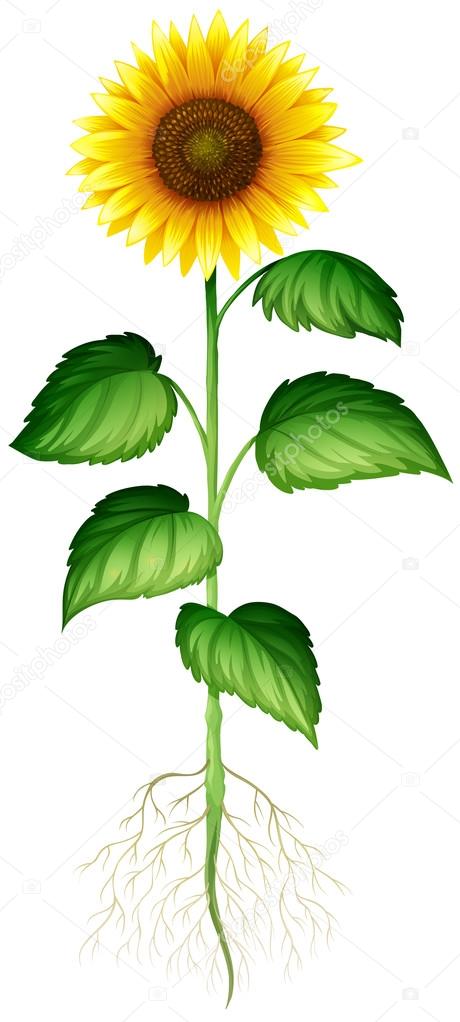 Flower Plant With Roots