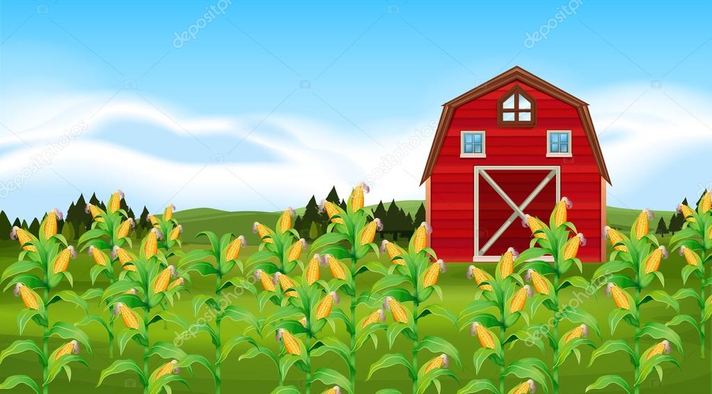 Animated Corn Field