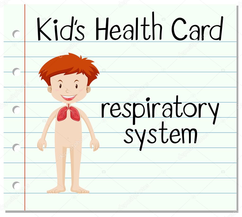 Human Respiratory System For Kids