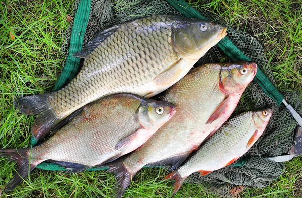 Fishing kapr Stock Photos, Royalty Free Fishing kapr Images | Depositphotos