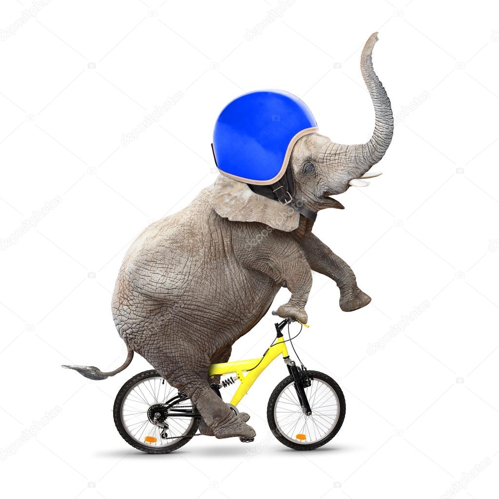 Elephant with protective helmet riding a bike — Stock Photo © vladvitek ...