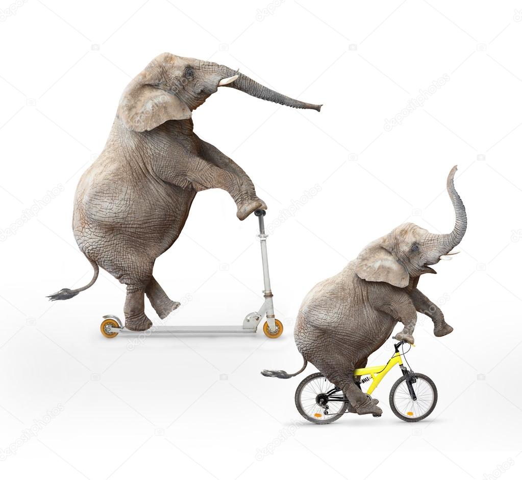 Two elephant's friends having a fun. — Stock Photo © vladvitek #65960767