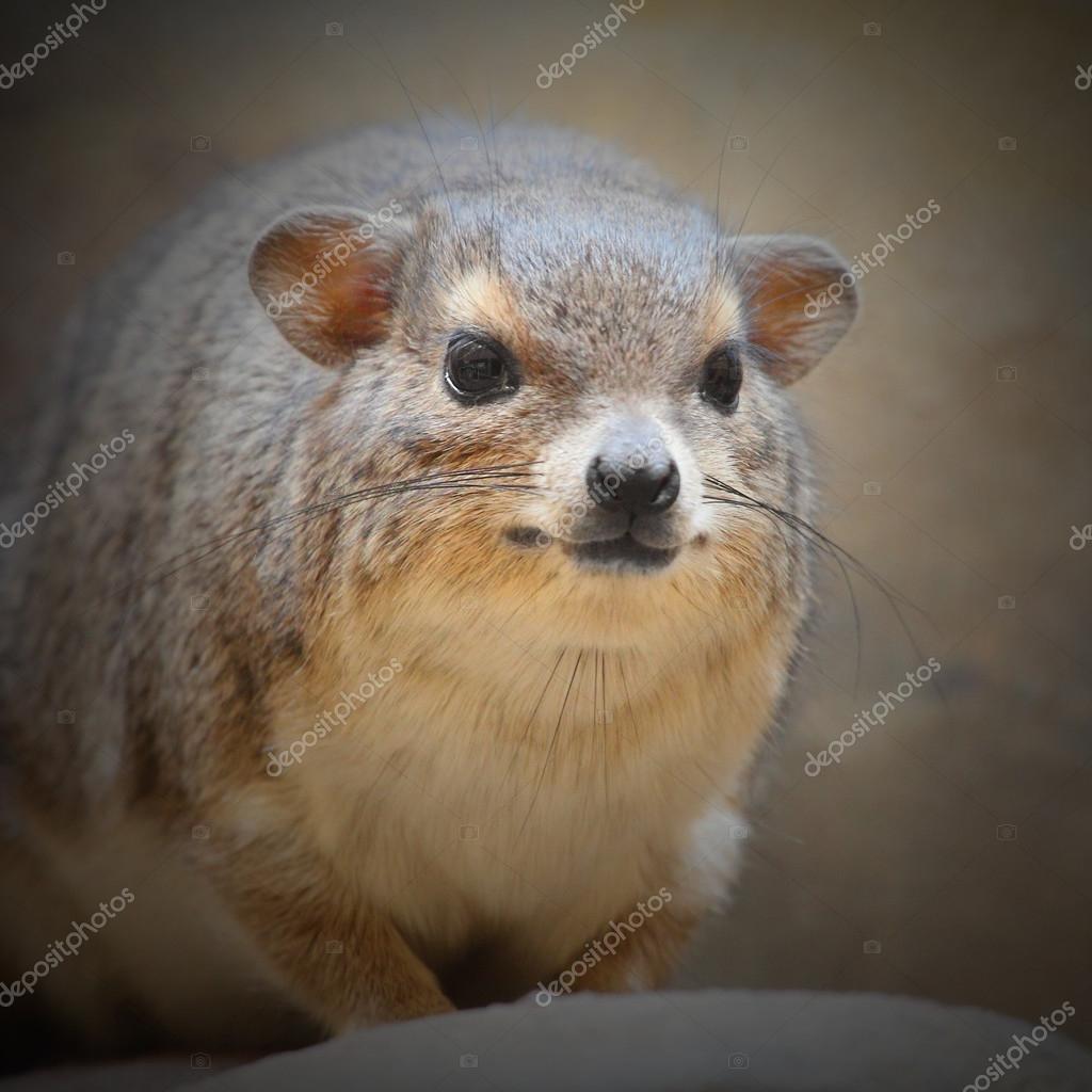 The Rock Hyrax Stock Photo by ©vladvitek 65962465
