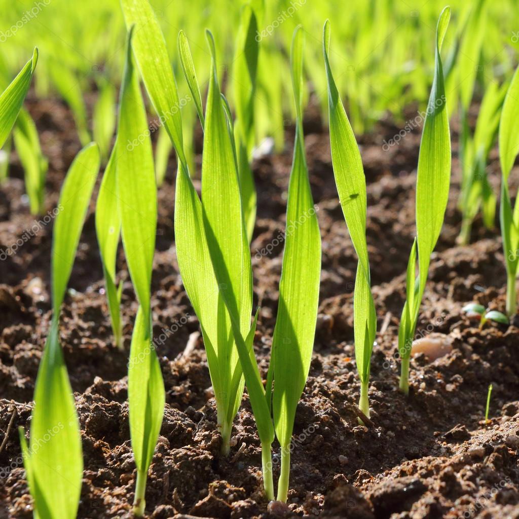 Wheat seedlings growing in a soil — Stock Photo © vladvitek #65966957