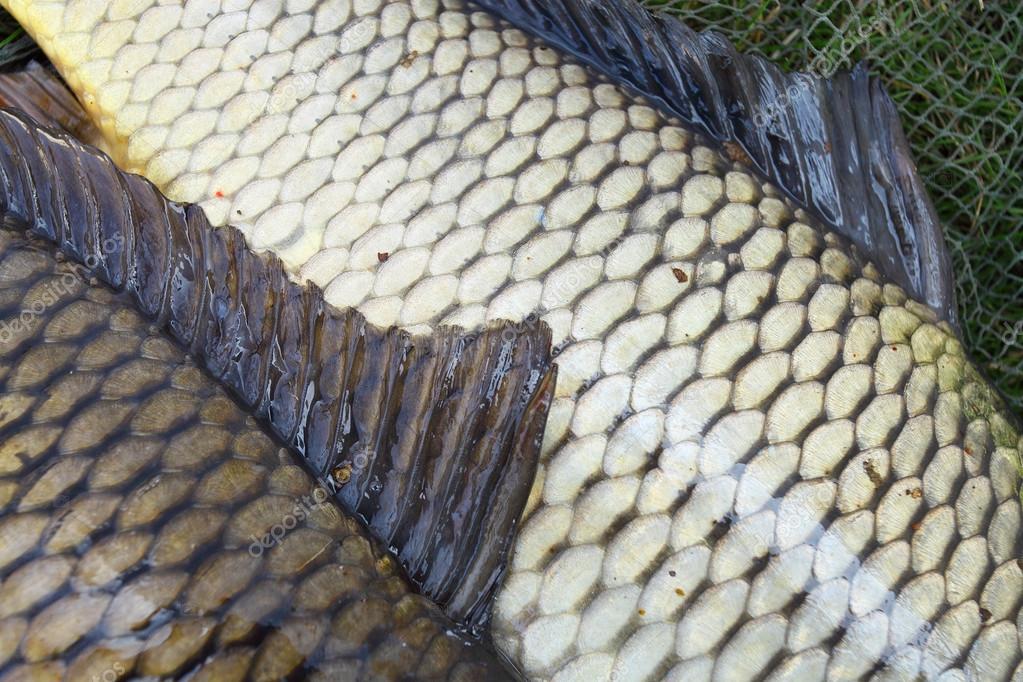 Fish scales - closeup. European Chub Stock Photo by ©vladvitek 65988083
