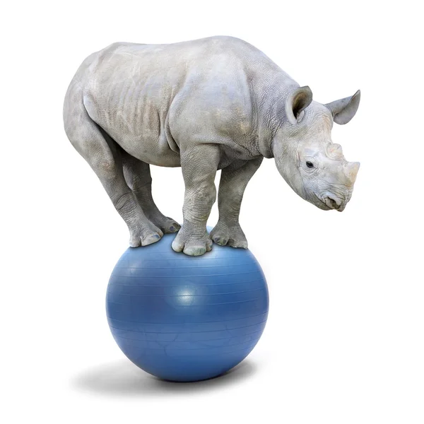Animal balancing Stock Photos, Royalty Free Animal balancing Images ...