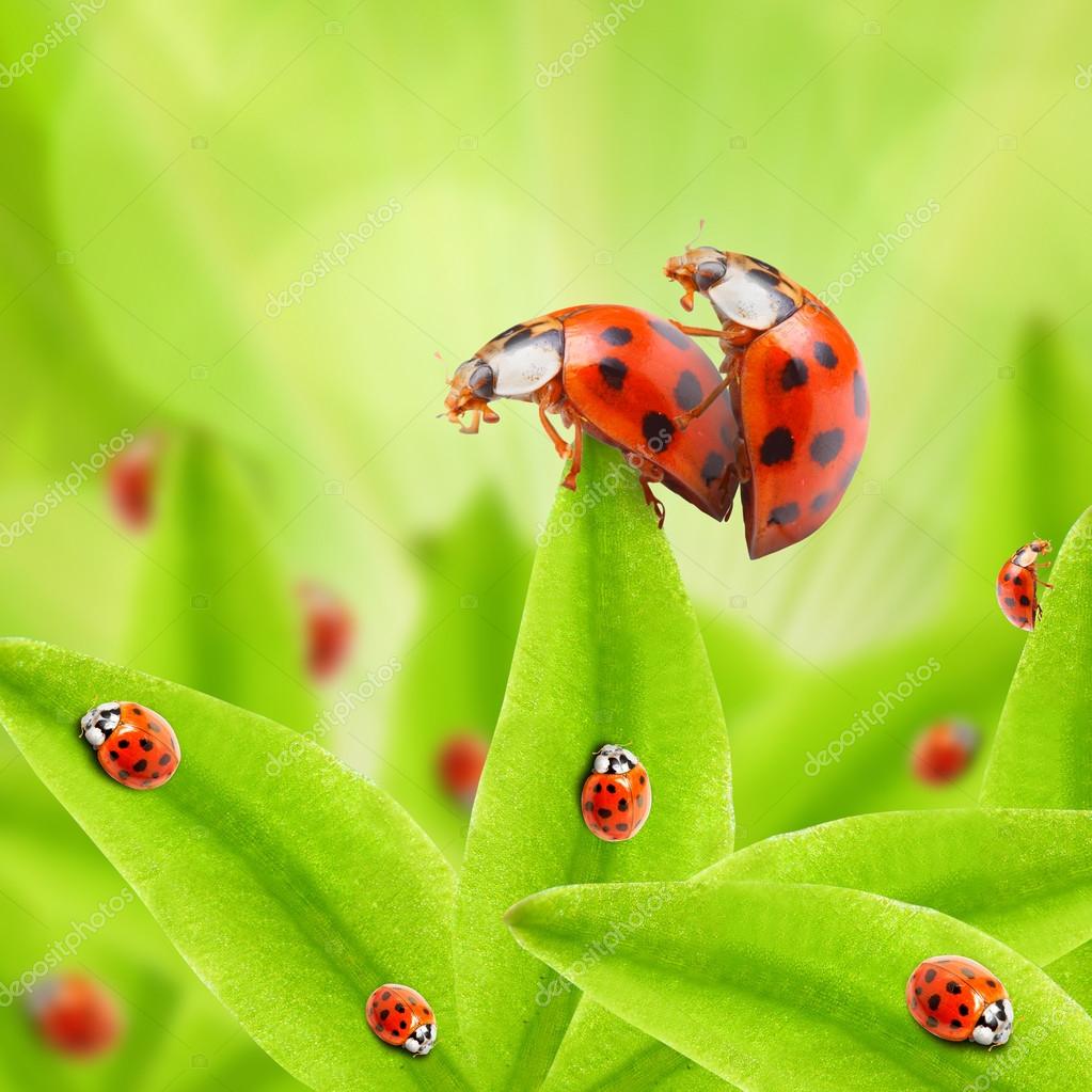 Love making ladybugs couple. — Stock Photo © vladvitek #66000791