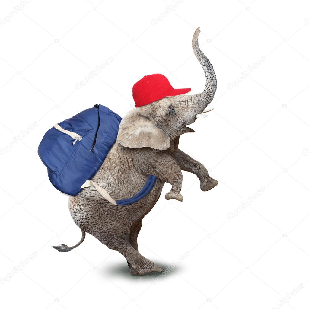 Funny Baby Elephants