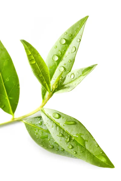 Tea tree Stock Photos, Royalty Free Tea tree Images | Depositphotos
