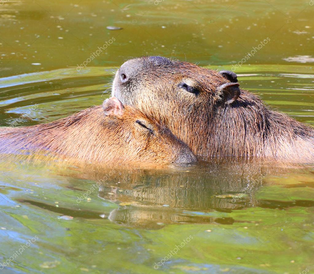 Love making couple of The Capybara Stock Photo by ©vladvitek 95883604