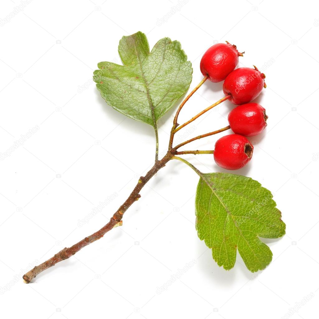 Crataegus Oxyacantha