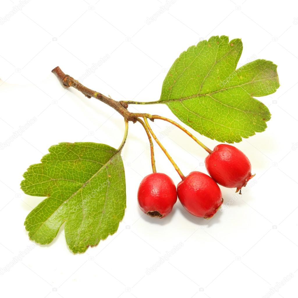 Crataegus Oxyacantha