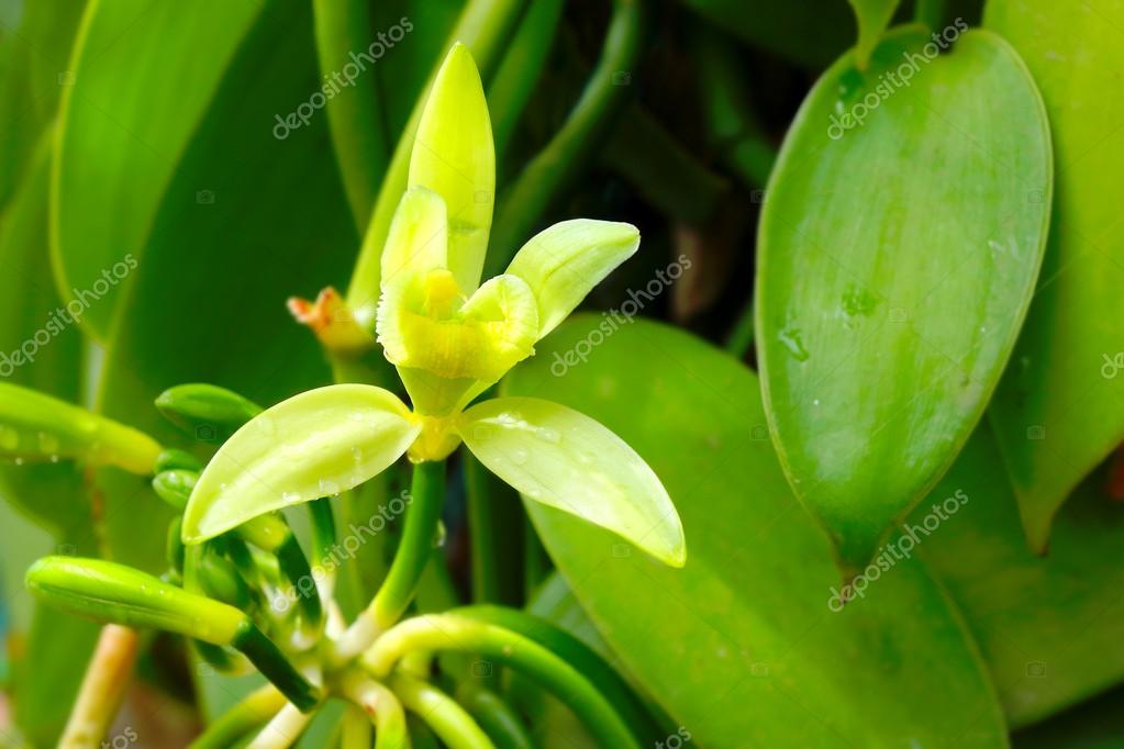 The Vanilla flower on vanilla plantation. — Stock Photo © vladvitek ...
