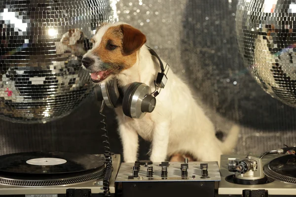Party music woof Pictures, Party music woof Stock Photos & Images ...