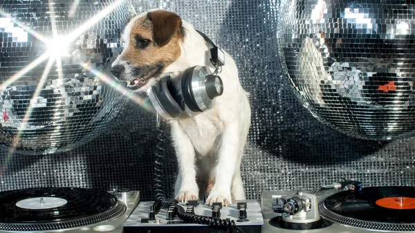 Djing Pictures, Djing Stock Photos & Images | Depositphotos®