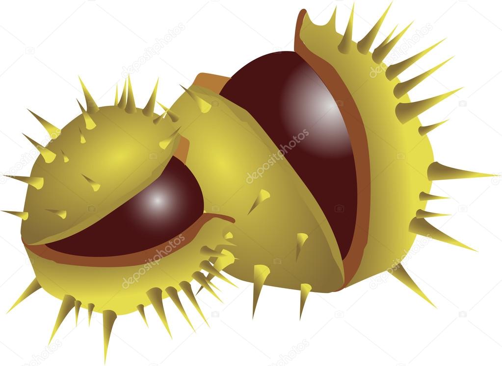 Illustrated chestnut conker vector Stock Illustration by ©jamesstar ...