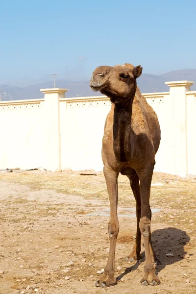 Camel house Stock Photos, Royalty Free Camel house Images | Depositphotos