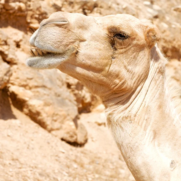 Camel doctor Stock Photos, Royalty Free Camel doctor Images | Depositphotos