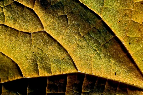 Leaf under microscope Stock Photos, Royalty Free Leaf under microscope ...