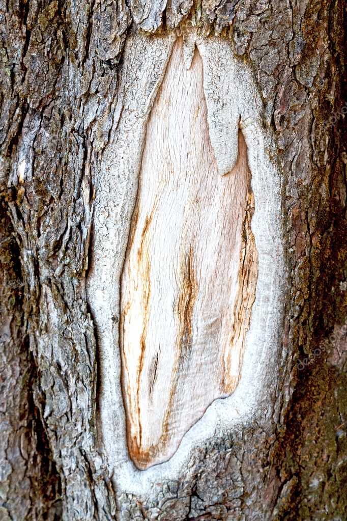 Barck in the abstract — Stock Photo © lkpro #97935052