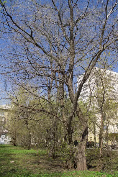 Imagens de Pershing clearing sem royalties | Depositphotos